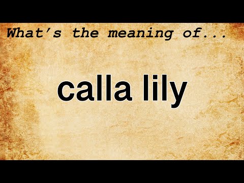Calla Lily Meaning : Definition of Calla Lily