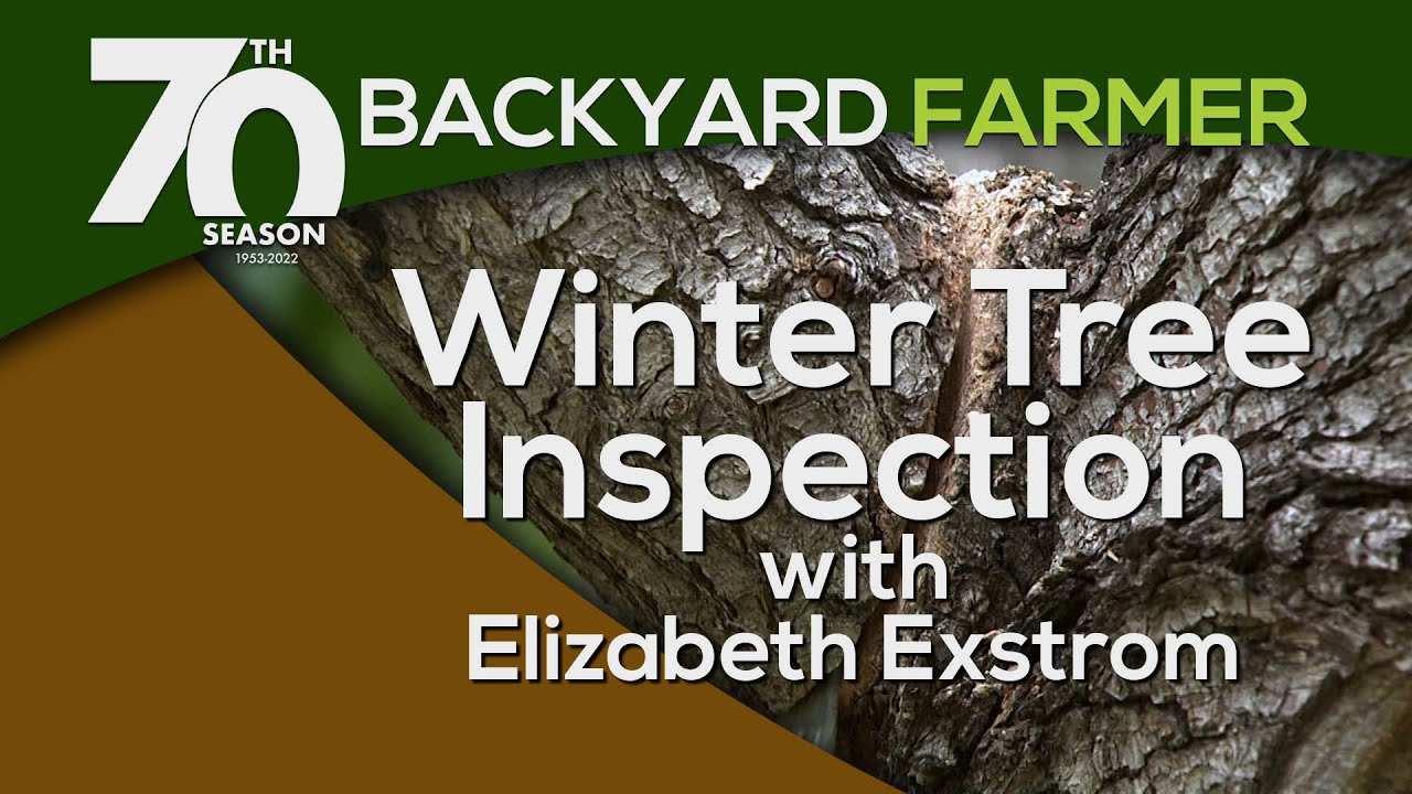 Winter Tree Inspection