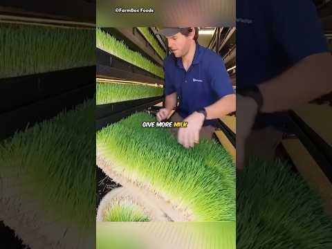 Growing Grass in Factory for Animals #shorts #facts