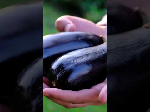 Fun Fact - Eggplant: Tracing the Origins of Its Name and Fascinating History