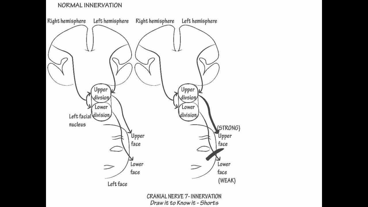 Cranial Nerve 7: Innervation- Draw it to Know it, Neuroanatomy
