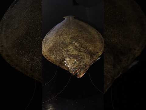 Turbot fish #shorts #food #italianfood #italy #fish #rombo #pesce #turbot