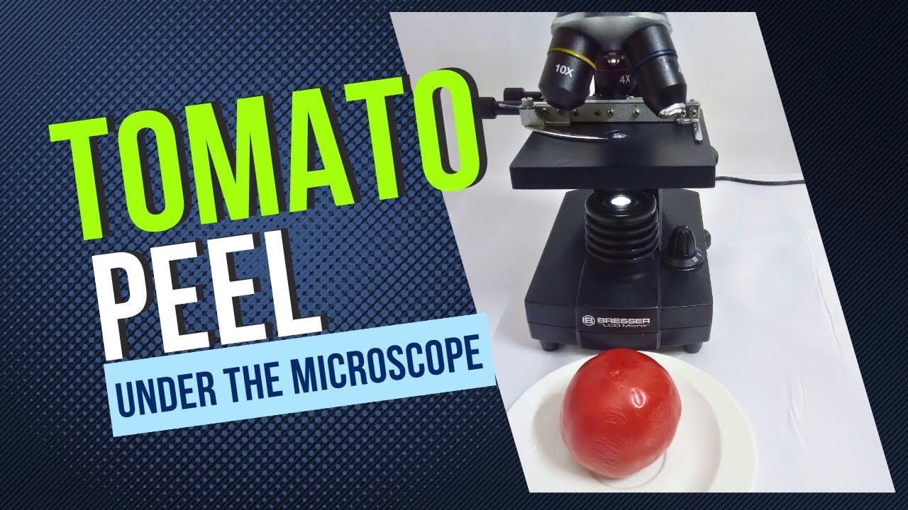 Tomato Peel Under the Microscope: A Fascinating Close-Up