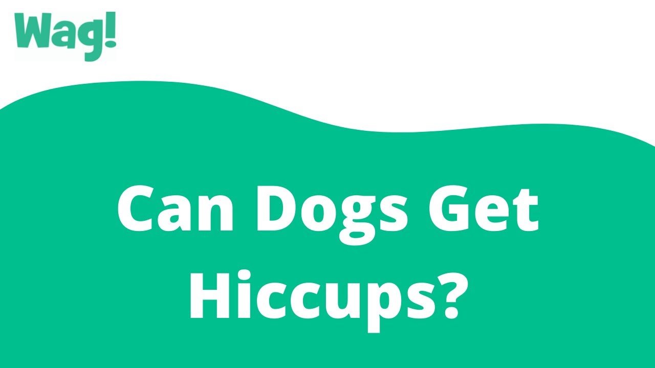 Can Dogs Get Hiccups? | Wag!