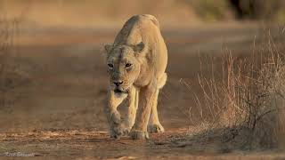 Griffon Anatomy - Fimfiction