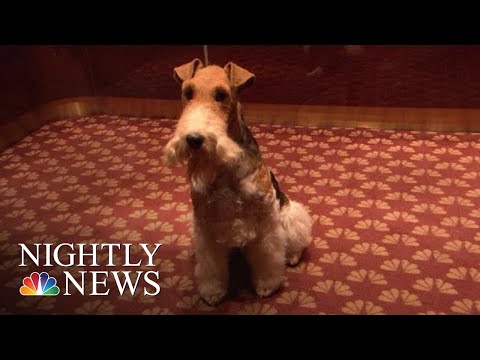 King Of New York: Meet The Westminster Kennel Club’s Top Dog | NBC Nightly News