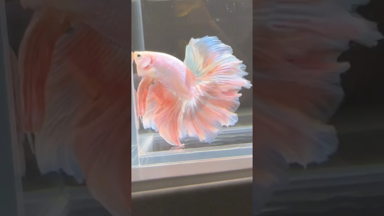 Meet the cherry blossom pink betta. It is so beautiful and has a fantasy color. #Betta
