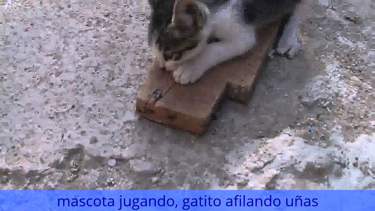 mascota jugando, gatito afilando uñas
