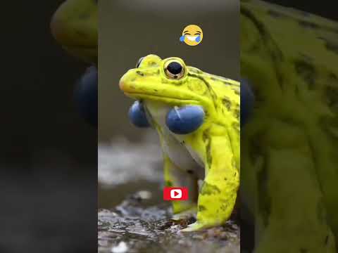 a frog sound# shorts ????