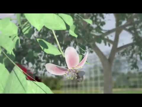 orchard meaning | Word of the Day | Vocabulary for Kids | Learn English Vocabulary