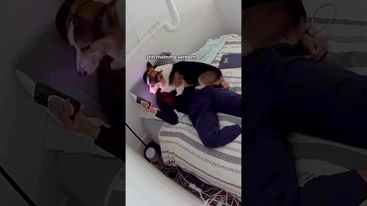 With our corgis, personal boundaries don't exist