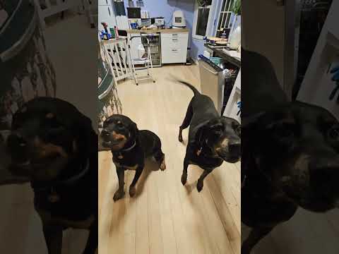 i dont like cancels #rottweiler #doberman #shibc shibaclassic.io #uniswap #biconomy #dextools #OF