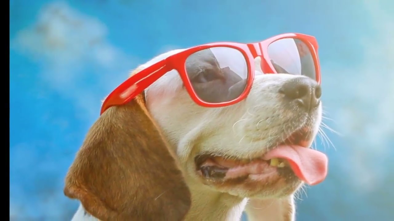 Ways to keep pets cool during heat wave