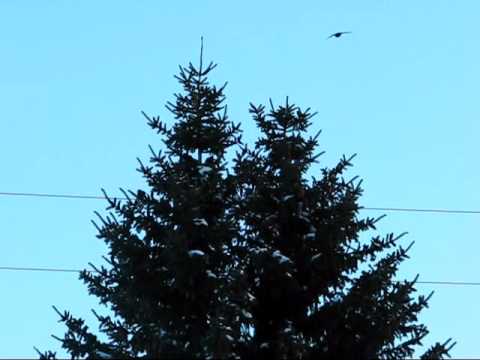 Starling Invasion | Birds Calgary