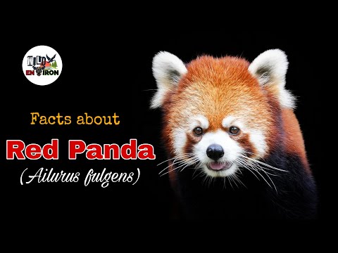 Red Panda | Ailurus fulgens | Scientific facts | #redpanda #wildenviron