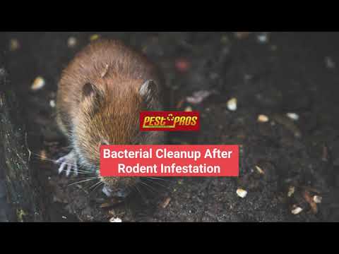 Bacterial Cleanup After Rodent Infestation