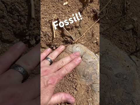 Fossil found in Tennessee