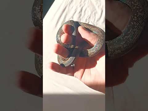 Macklot pythons colours in the sun are amazing! - natural rainbow.