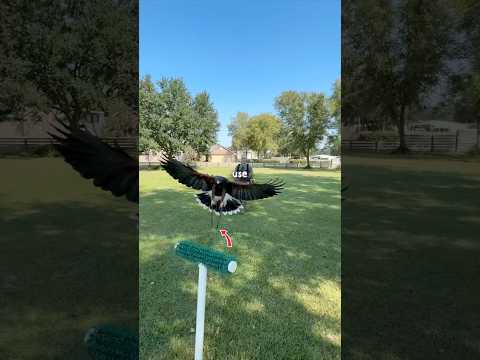 🦅 What is a “Creance” in falconry?