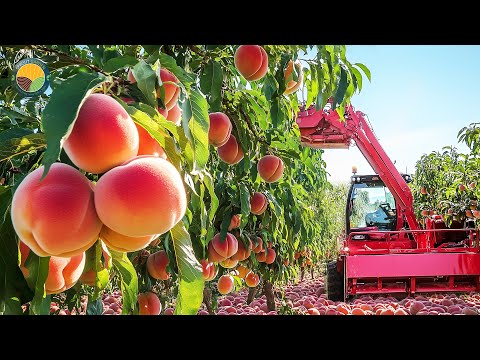 How American Farmers Harvest Millions of Peaches Each Year | Farming Documentary
