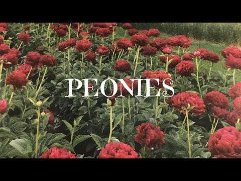 Peonies: by definition, the best flower in the world!
