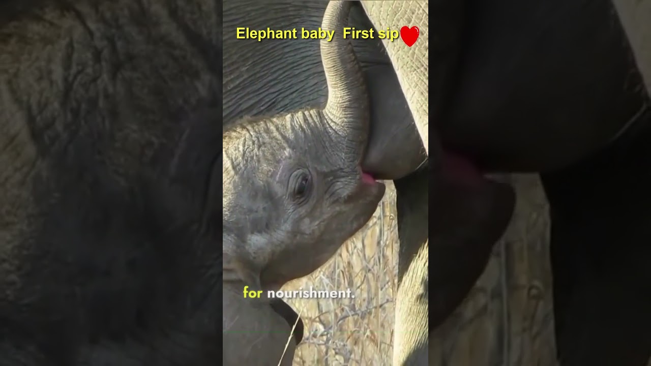 Baby elephant drinks milk for the first time #elephant