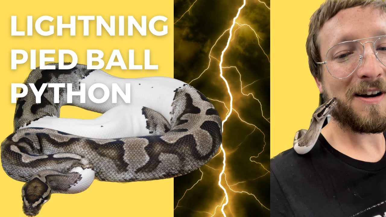 My Lightning Pied Ball Python!