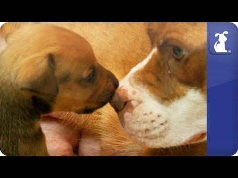 The Litter: Puppies - with Sharon Osbourne - Episode 1