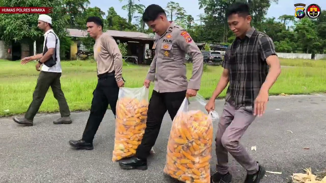 Panen Jagung di lahan ketahanan pangan polres mimika dalam rangka mendukung swasembada pangan 2025