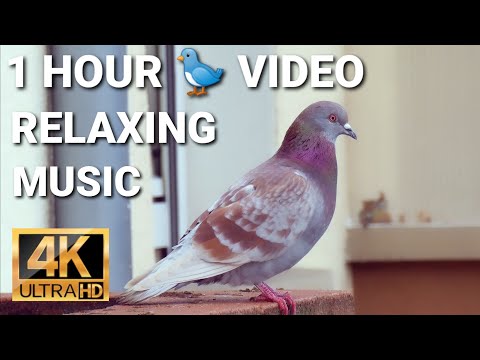 1 Hour Pigeons 4K UHD - Relaxing Music for Stress Relief and to Fall Asleep! LED QLED DEMO