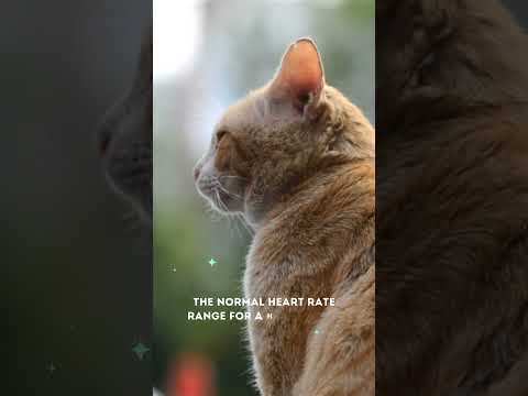 What is the normal heart rate for a healthy cat? #pets #catshorts #petlover #catanatomy