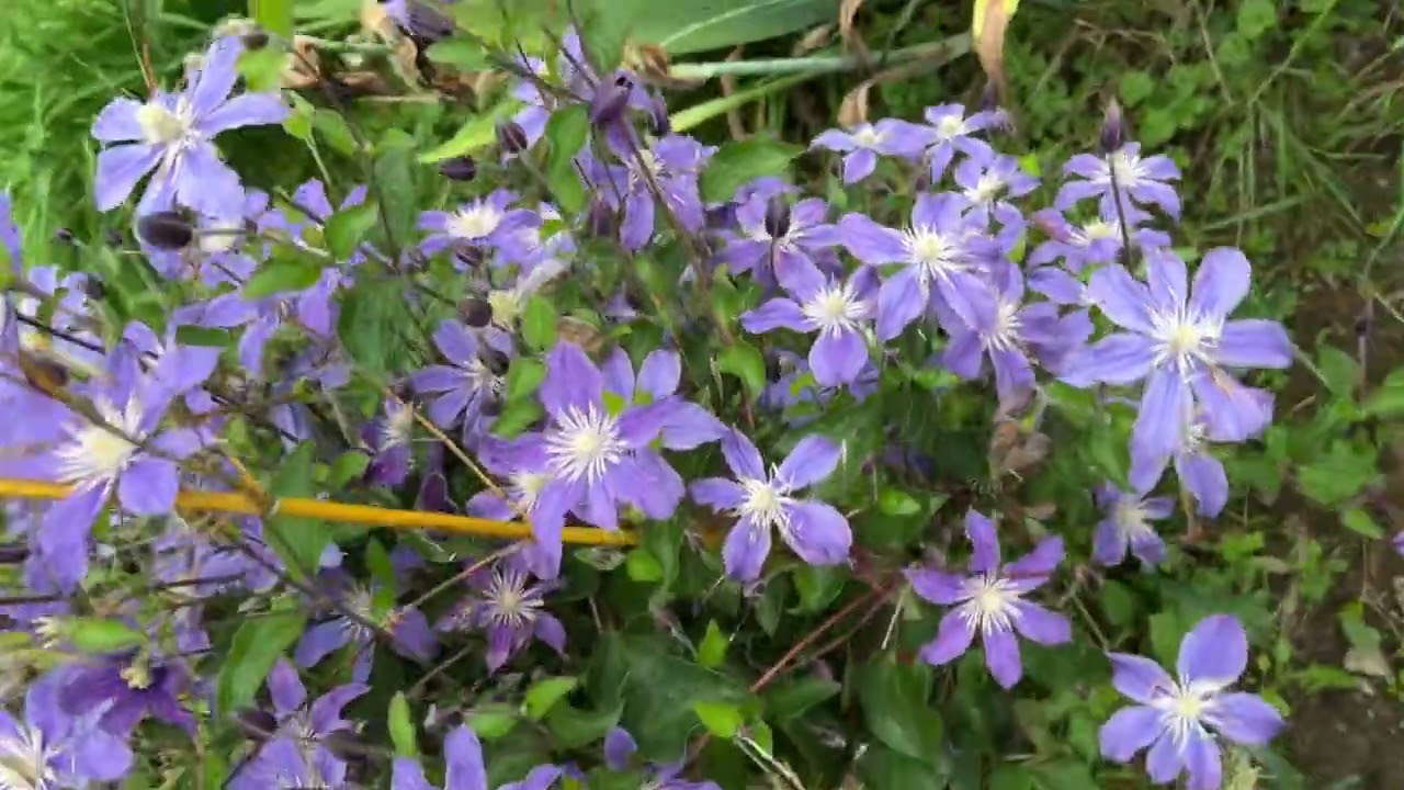 Arabella clematis