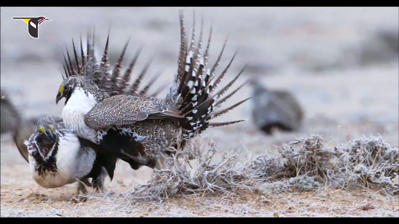 Detrás del telón en la Música de Cámara de NOVA: Miguel Chuaqui ...