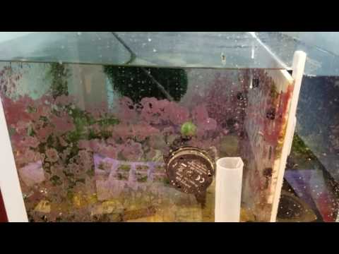 Sca 150 walkthrough