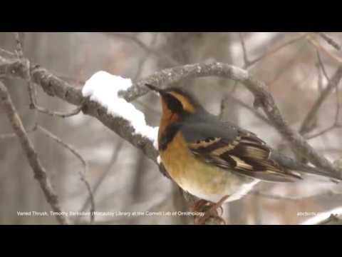 Varied Thrush