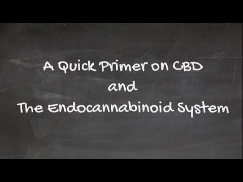 A Quick Primer on CBD and the Endocannabinoid System