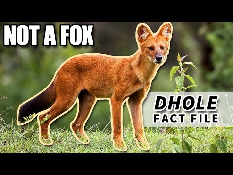 Dhole Facts: the WHISTLING DOG facts | Animal Fact Files