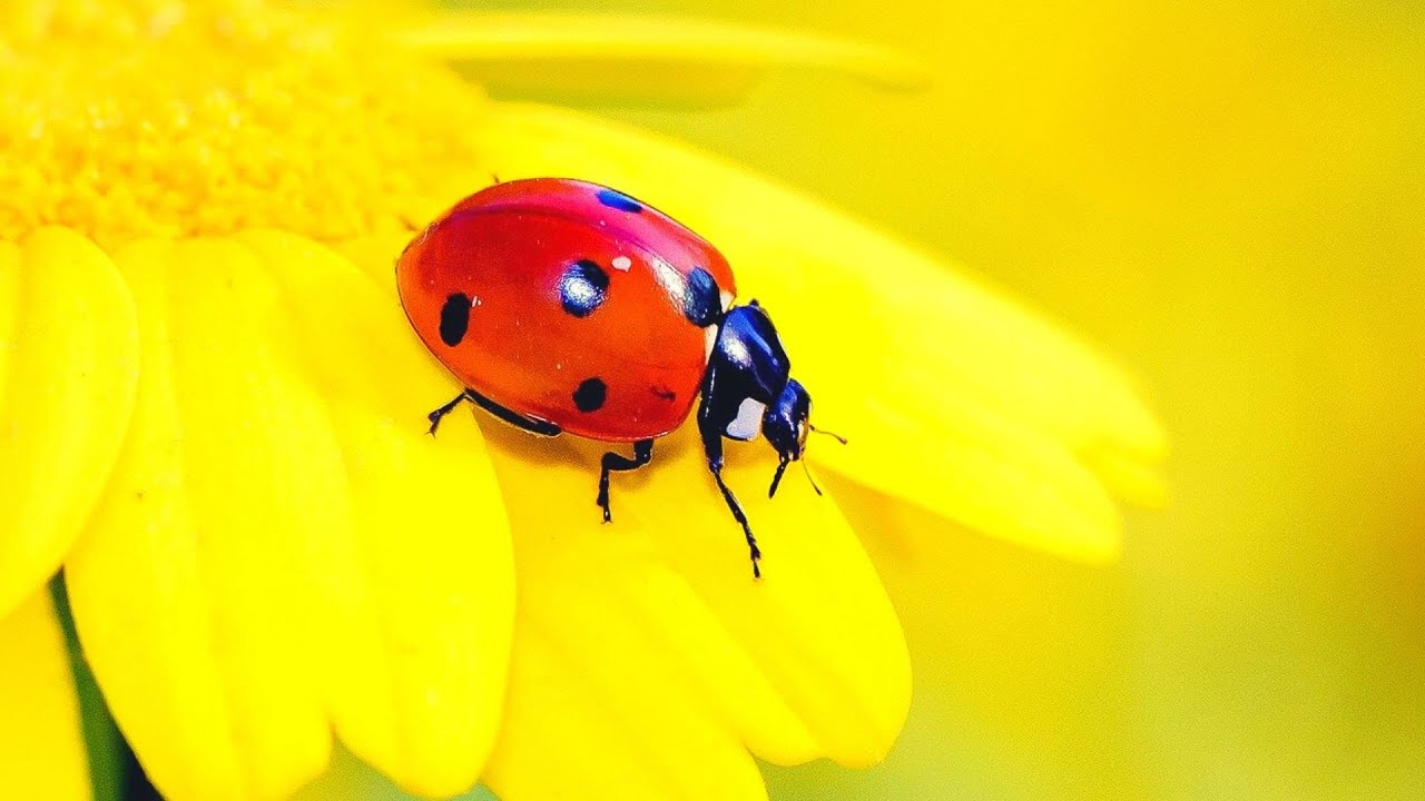 2 HOURS ULTIMATE SPRING BUGS & INSECTS STRESS RELIEF CLASSICAL MUSIC FOR CALMING AMBIENCE AND STUDY