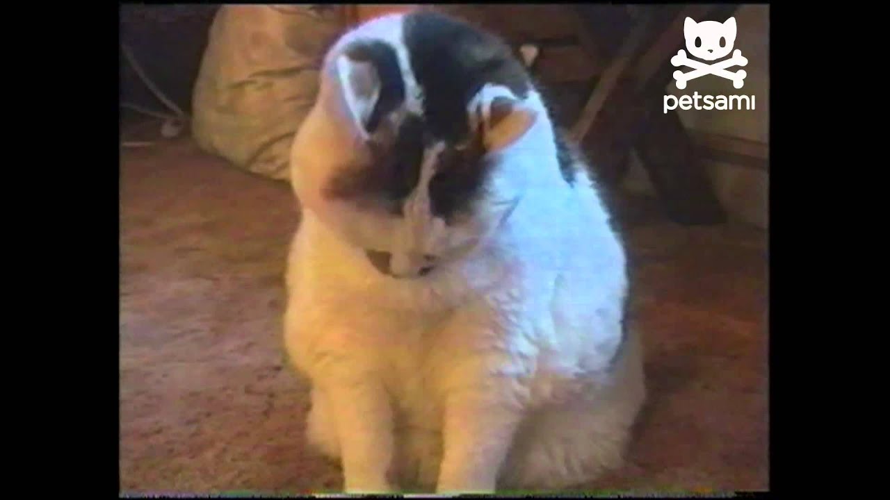 Cat drinks out of human milk bowl