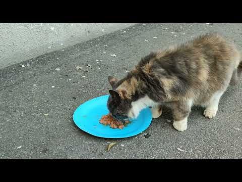 😿 Homeless Calico And Tortoiseshell Cats Reacted To Lamb Wet Food