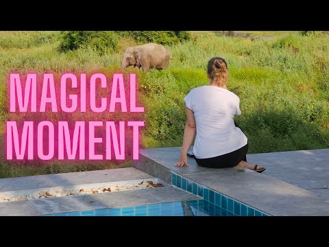 Watching ELEPHANTS at 'I Love Phants Lodge' ðđðThailand