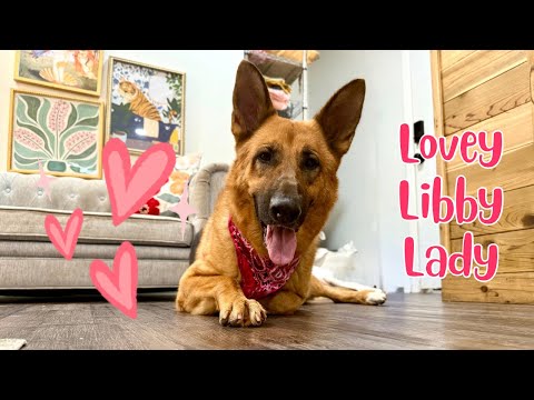 Dog for adoption - Libby is the Bestest Goodest Girl!, a German ...