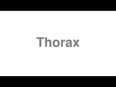 How to Pronounce "Thorax"