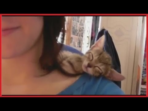 Cats Sleep In Weird Places Compilation