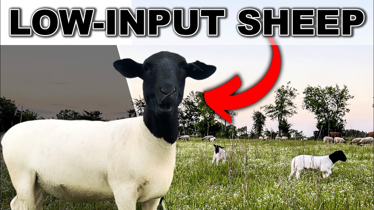 HOW I BREED A LOW INPUT SHEEP FLOCK (Record Keeping on a Small Flock) Raising Dorper Sheep
