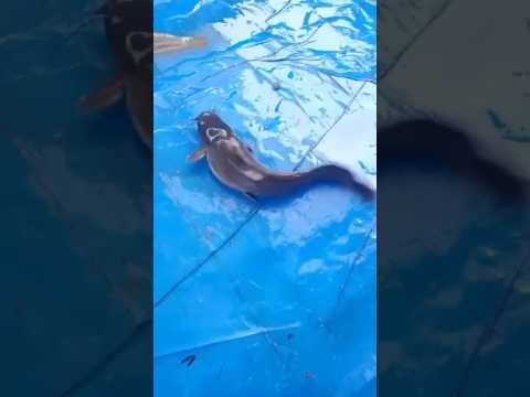 Buat kalian yang masih gagal dalam pemijahan lele❗ ini saran dari saya