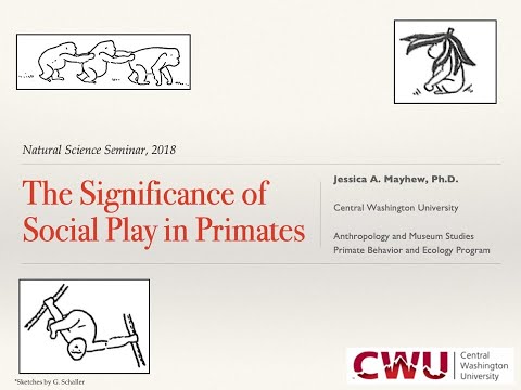 The Significance of Social Play in Primates -Dr. Jessica Mayhew