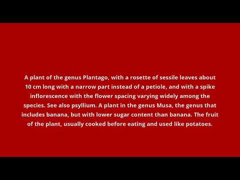 what is the meaning of plantain