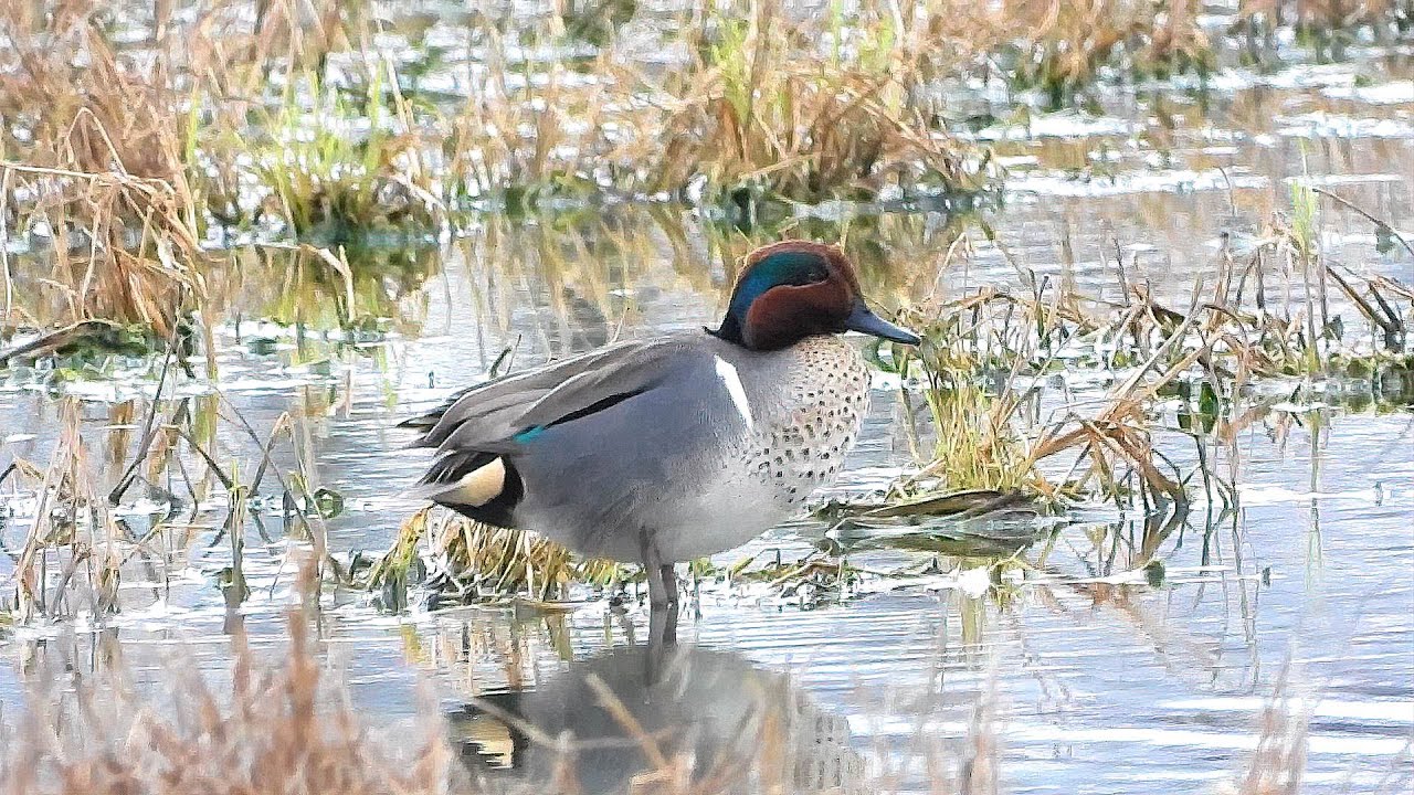 Green-Winged Teal  -  Pat O'Neil Bird ID's