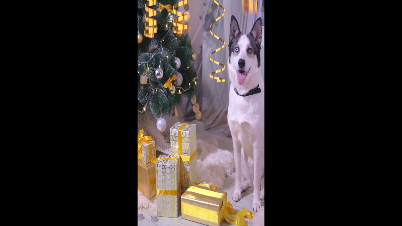 Christmas Dog #Shorts #dog #Christmas